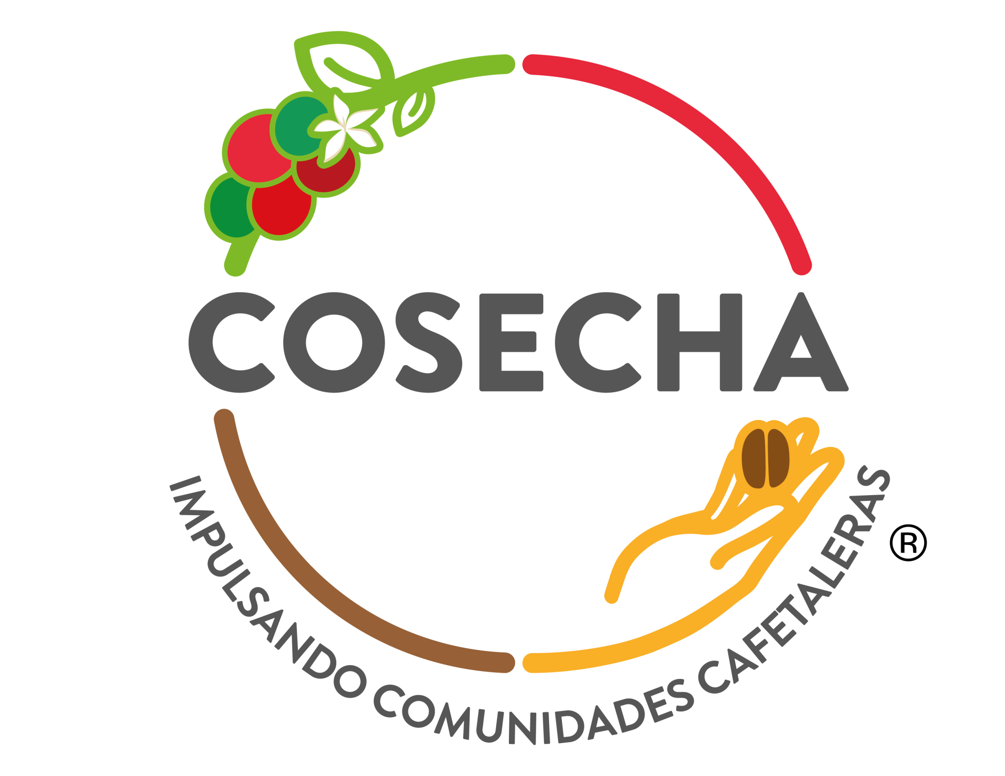 CAFFENIO.com - Cosecha